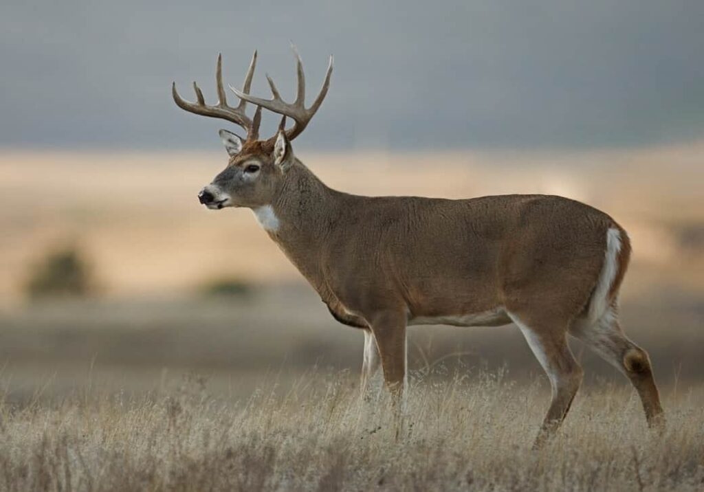 Hunts – Sampson Outdoors