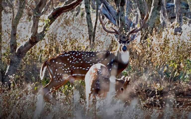 Axis Deer – Hawaii 2 Day/3 Night Hunt – Sampson Outdoors